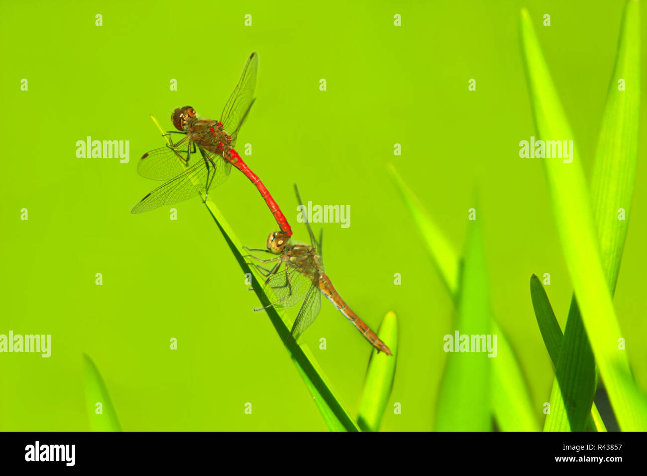 Two wing leaves hi-res stock photography and images - Alamy