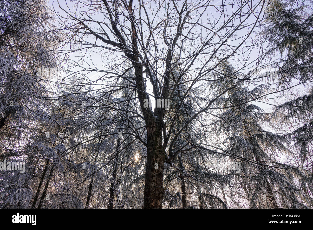 Trees in the forest under the snow Stock Photo - Alamy