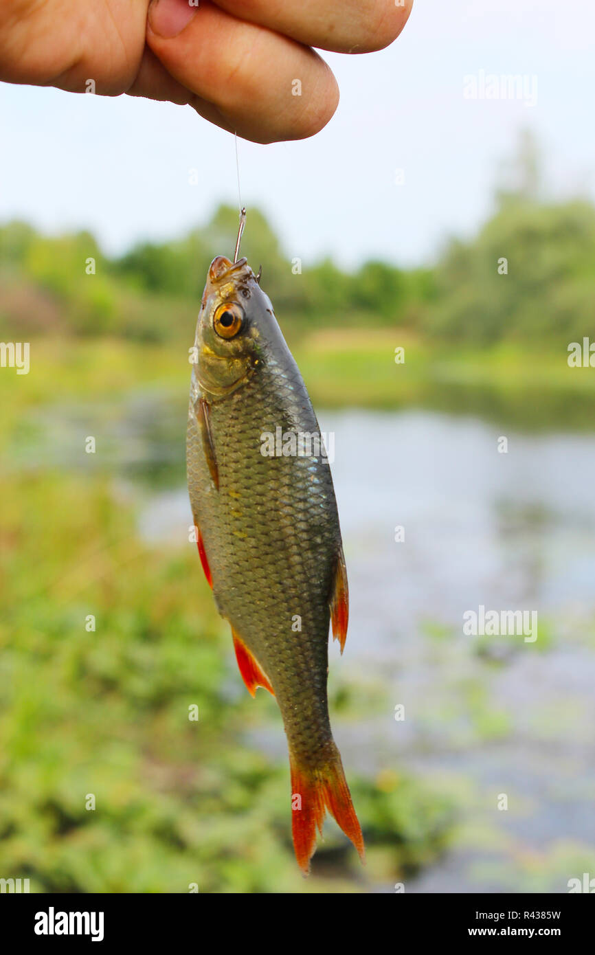 rudd caught on the hook in the hand Stock Photo - Alamy