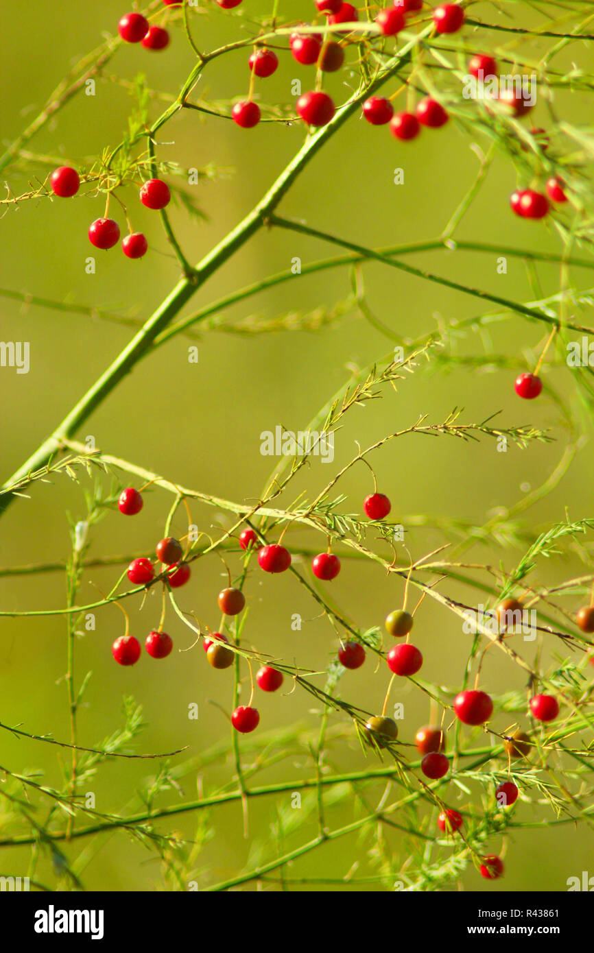 fruits of asparagus officinalis Stock Photo - Alamy