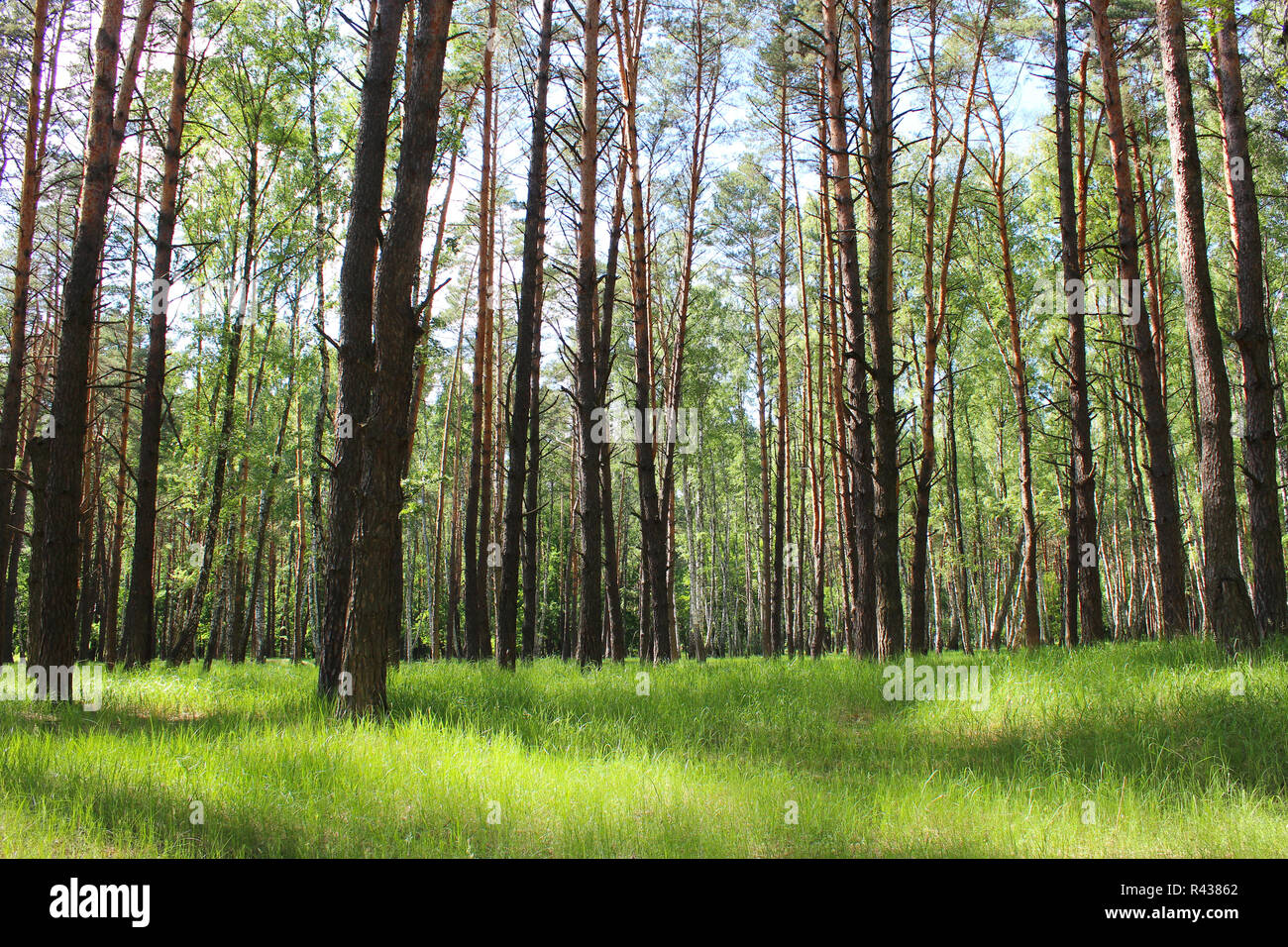 Birchwood way hi-res stock photography and images - Alamy