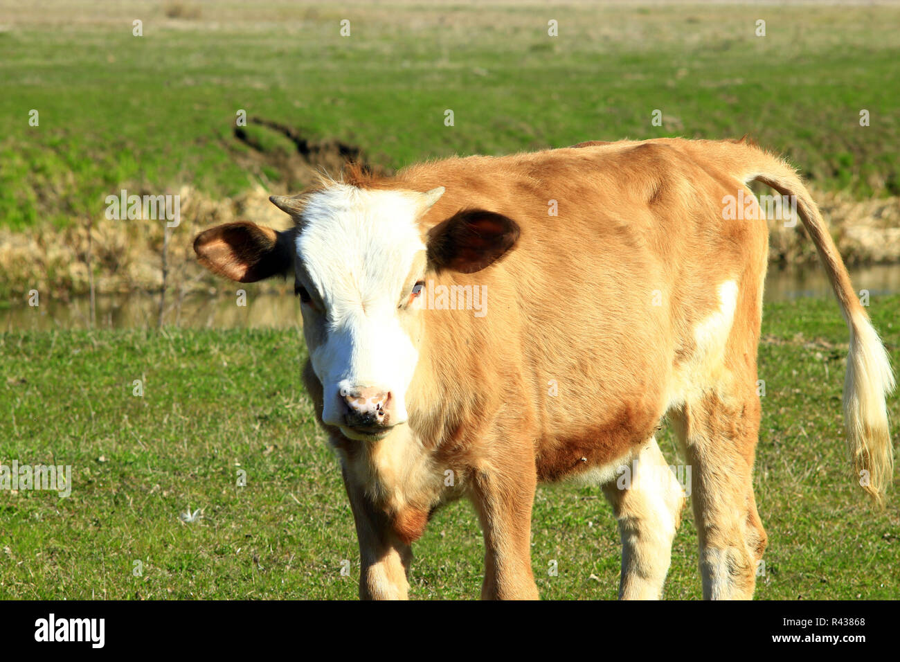 cow on the farm pasture Stock Photo - Alamy