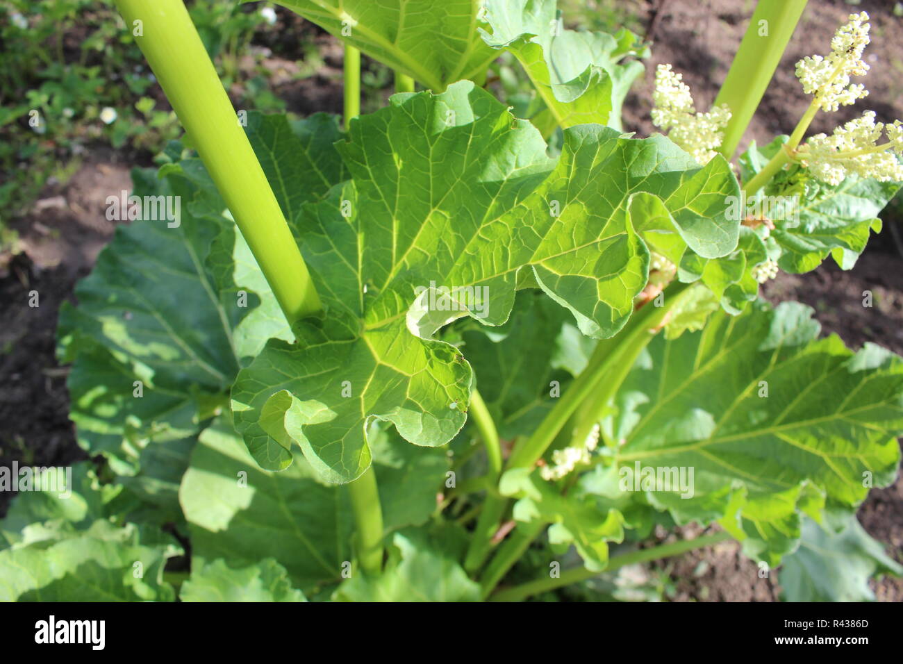 Rhubarb sprout hi-res stock photography and images - Alamy