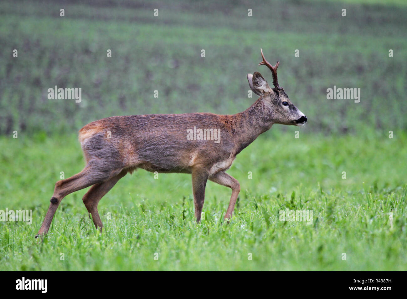 Roebuck does ricke hi-res stock photography and images - Alamy
