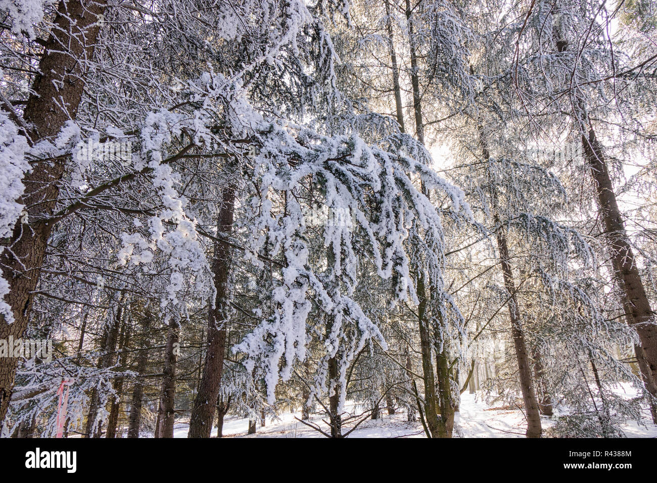 Trees in the forest under the snow Stock Photo - Alamy