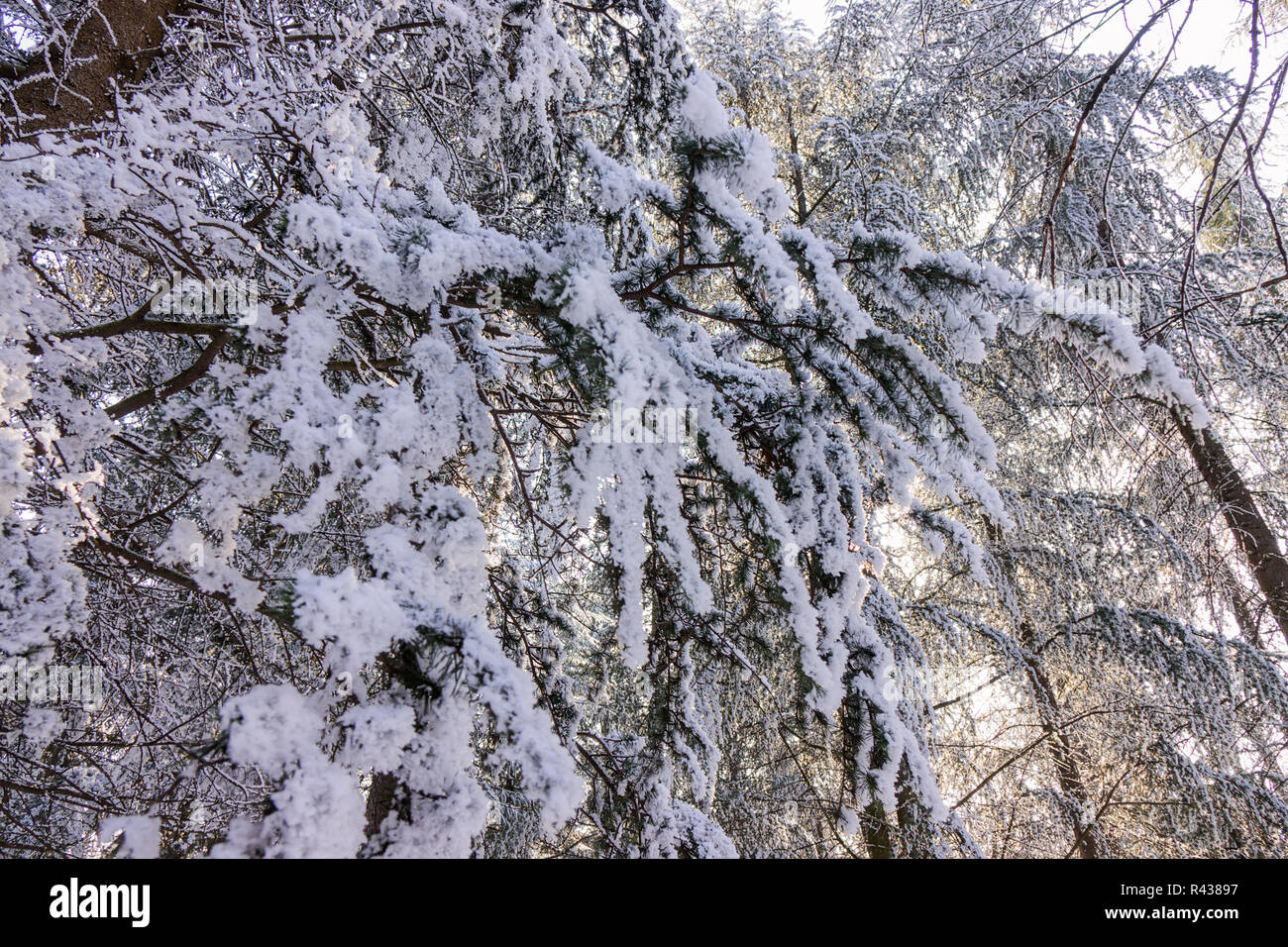 Trees in the forest under the snow Stock Photo - Alamy