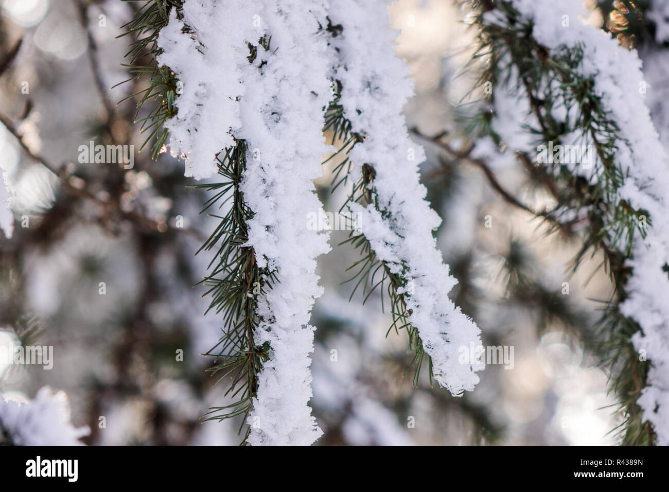 Trees in the forest under the snow, note shallow depth of field Stock ...