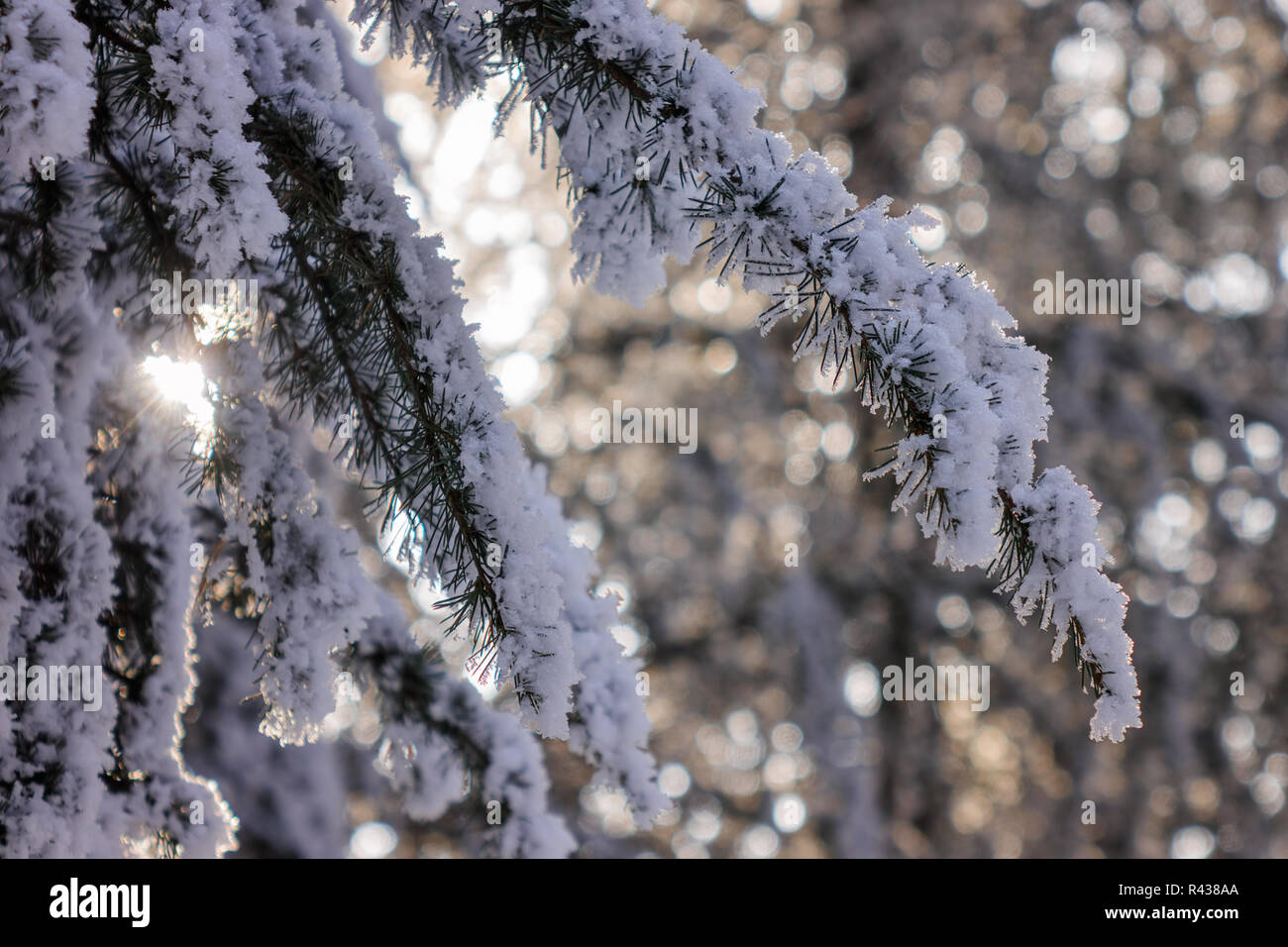 Trees in the forest under the snow, note shallow depth of field Stock ...