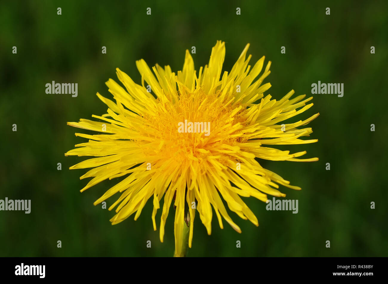 Makrophotographie hi-res stock photography and images - Alamy