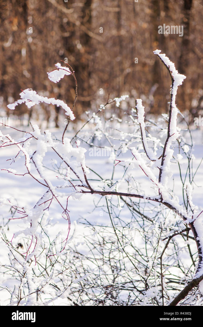 Trees in the forest under the snow, note shallow depth of field Stock ...