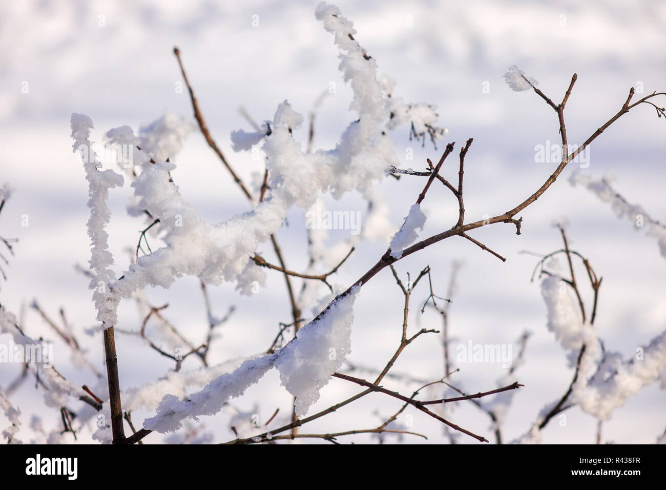 Trees in the forest under the snow, note shallow depth of field Stock ...
