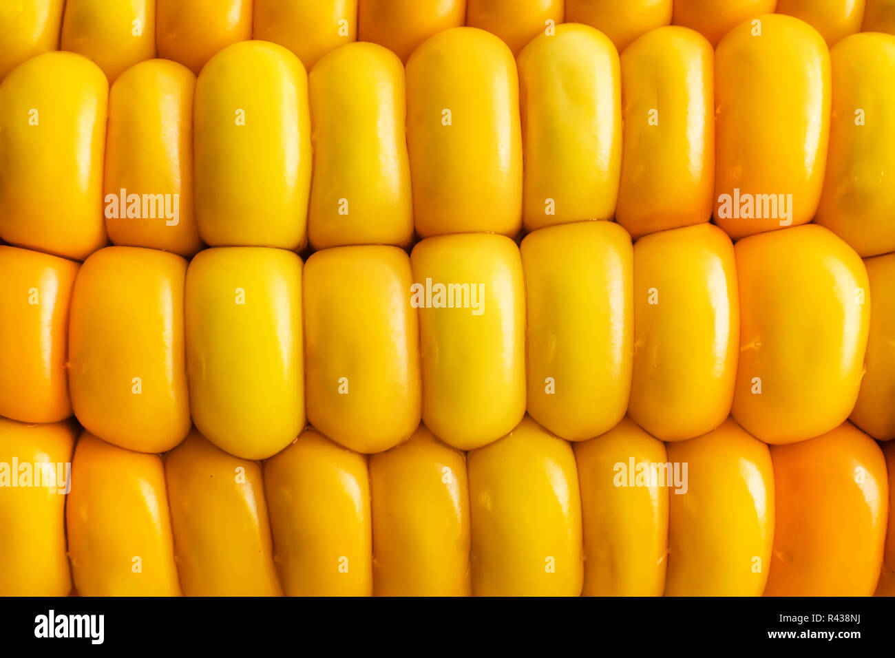 Rows of sweet corn grains background. Close up of yellow succulent corn ...