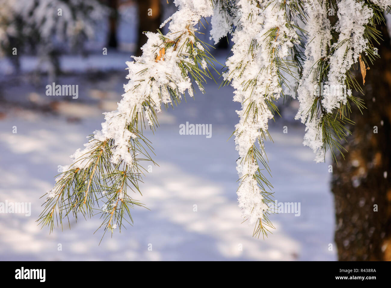 Branches of an evergreen tree covered with snow and ice Stock Photo - Alamy