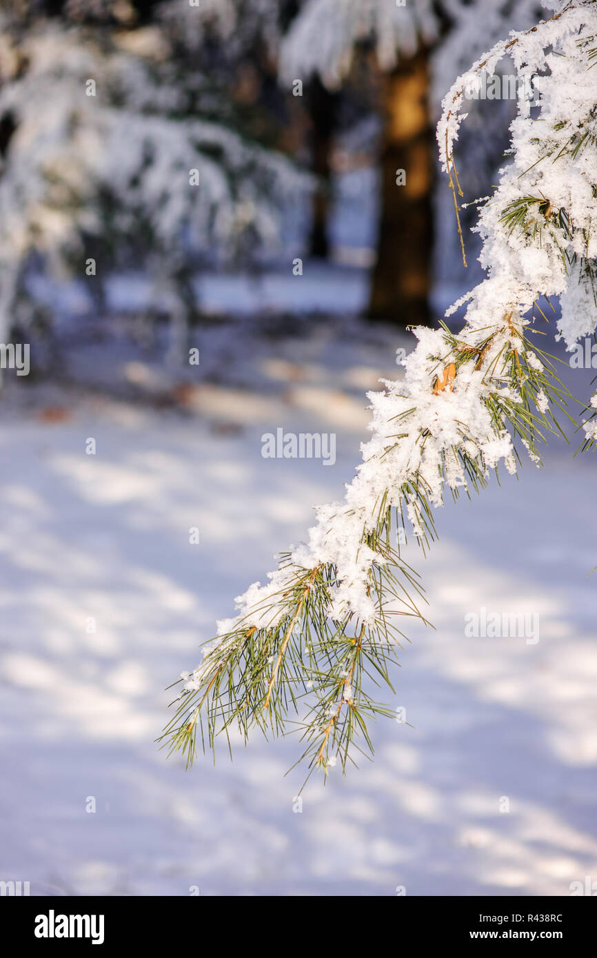 Branches of an evergreen tree covered with snow and ice Stock Photo - Alamy