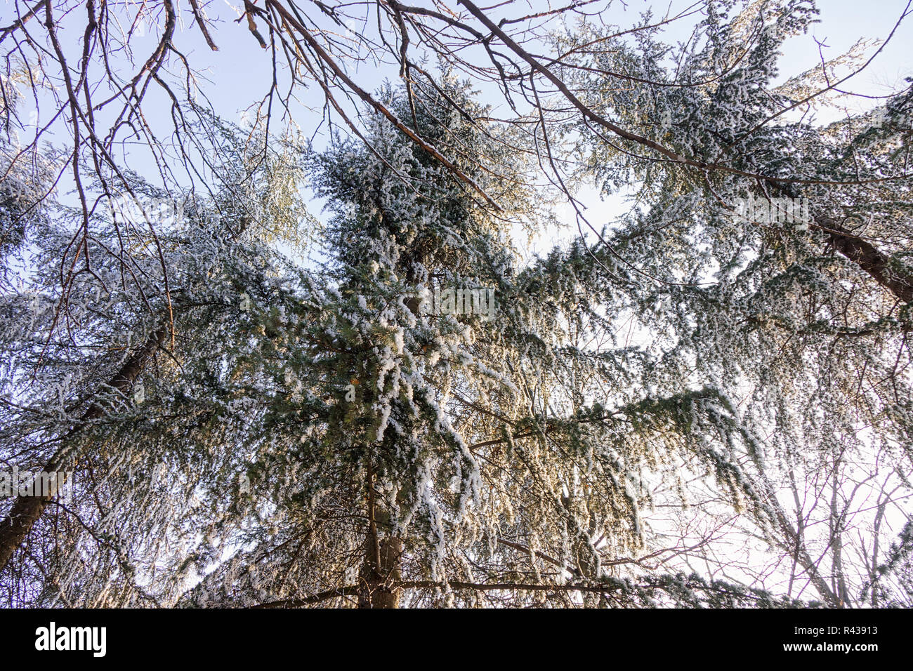 Branches of an evergreen tree covered with snow and ice Stock Photo - Alamy
