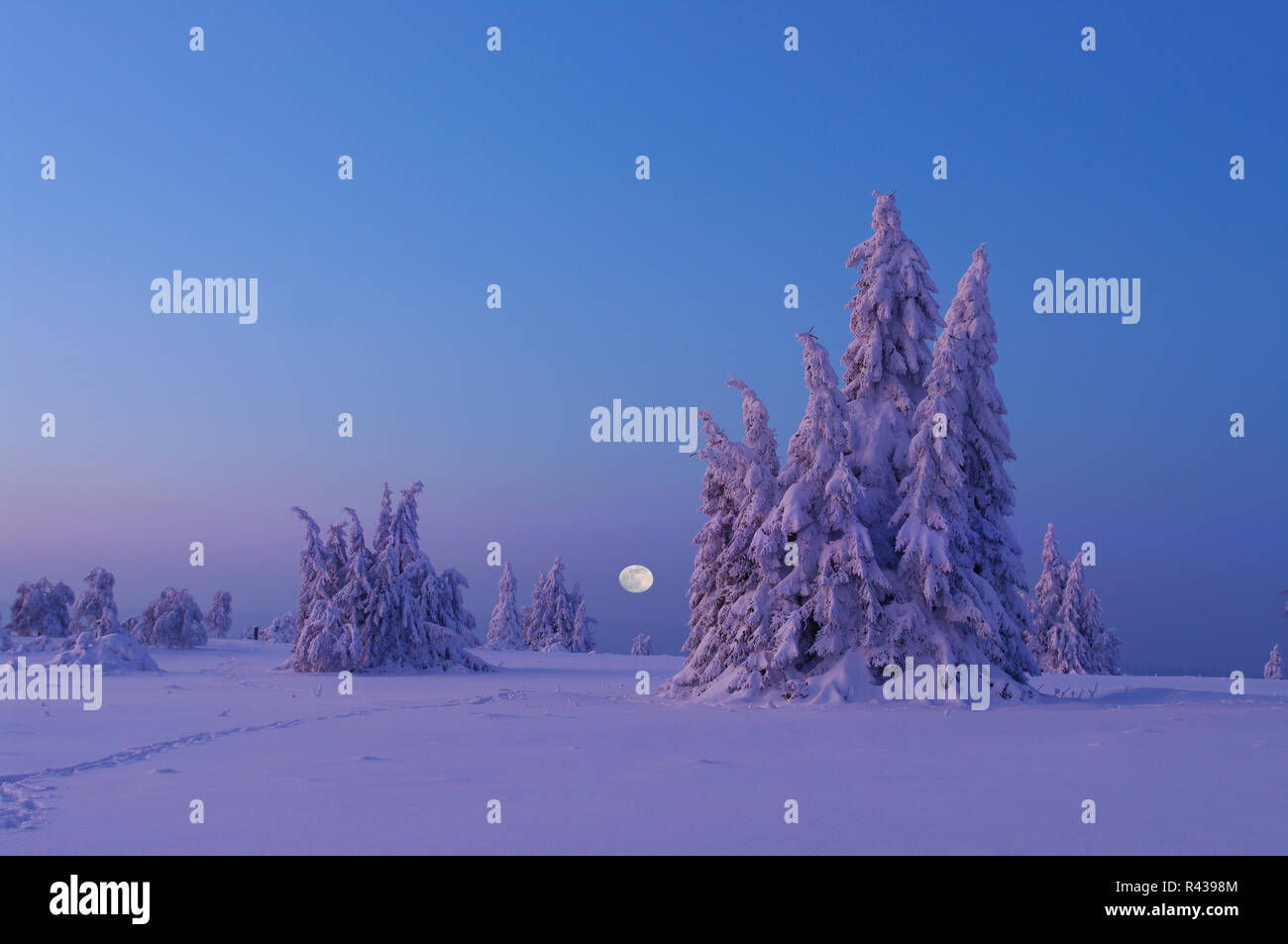 snowy pines on the kahler asten in the rothaargebirge against blue ...