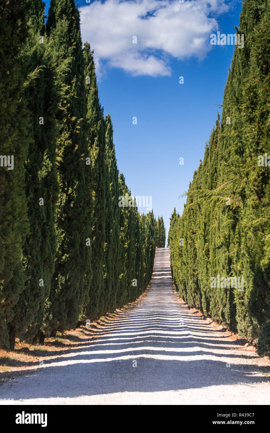 Monterey cypresses tree hi-res stock photography and images - Alamy