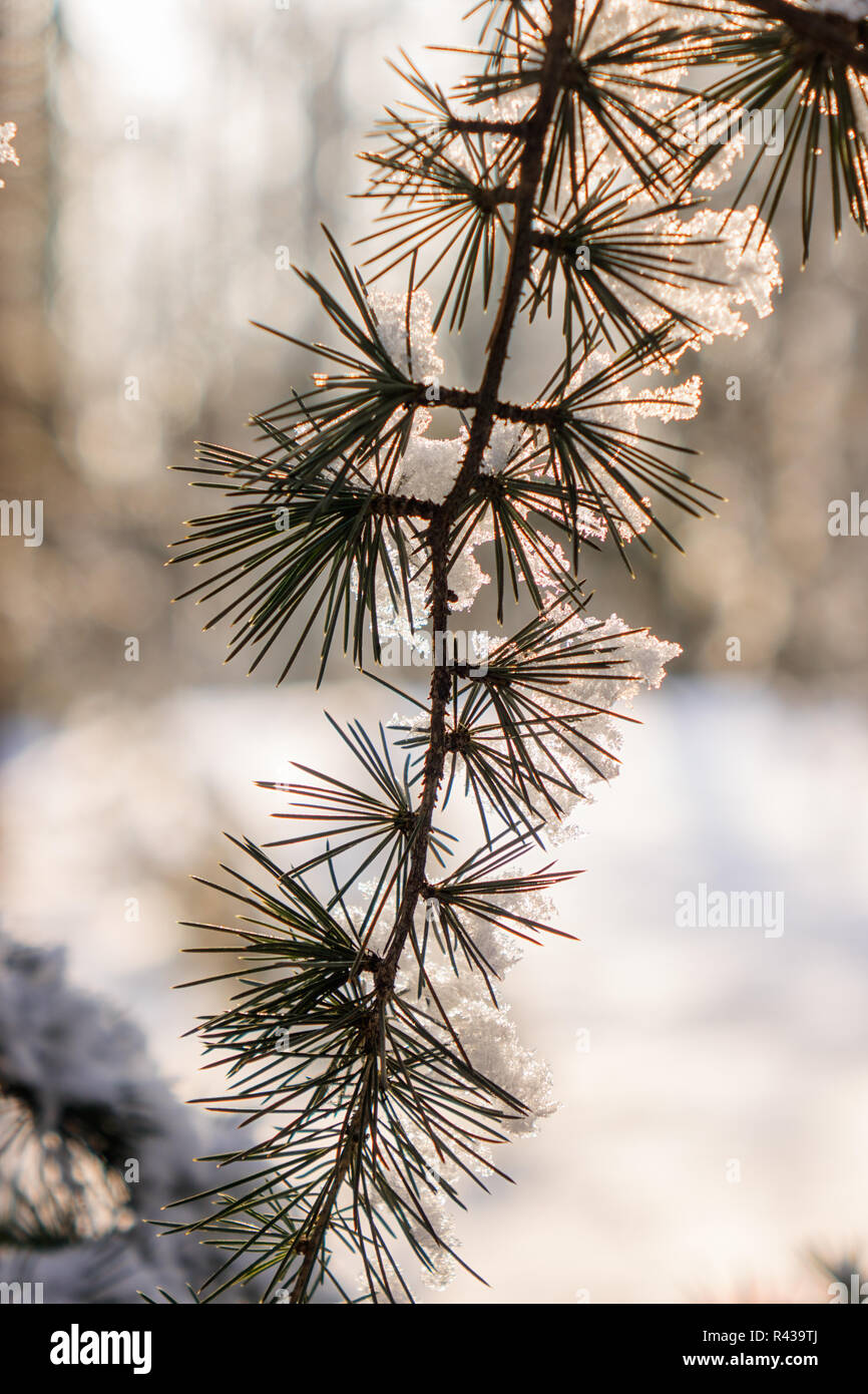 Branches of an evergreen tree covered with snow and ice Stock Photo - Alamy
