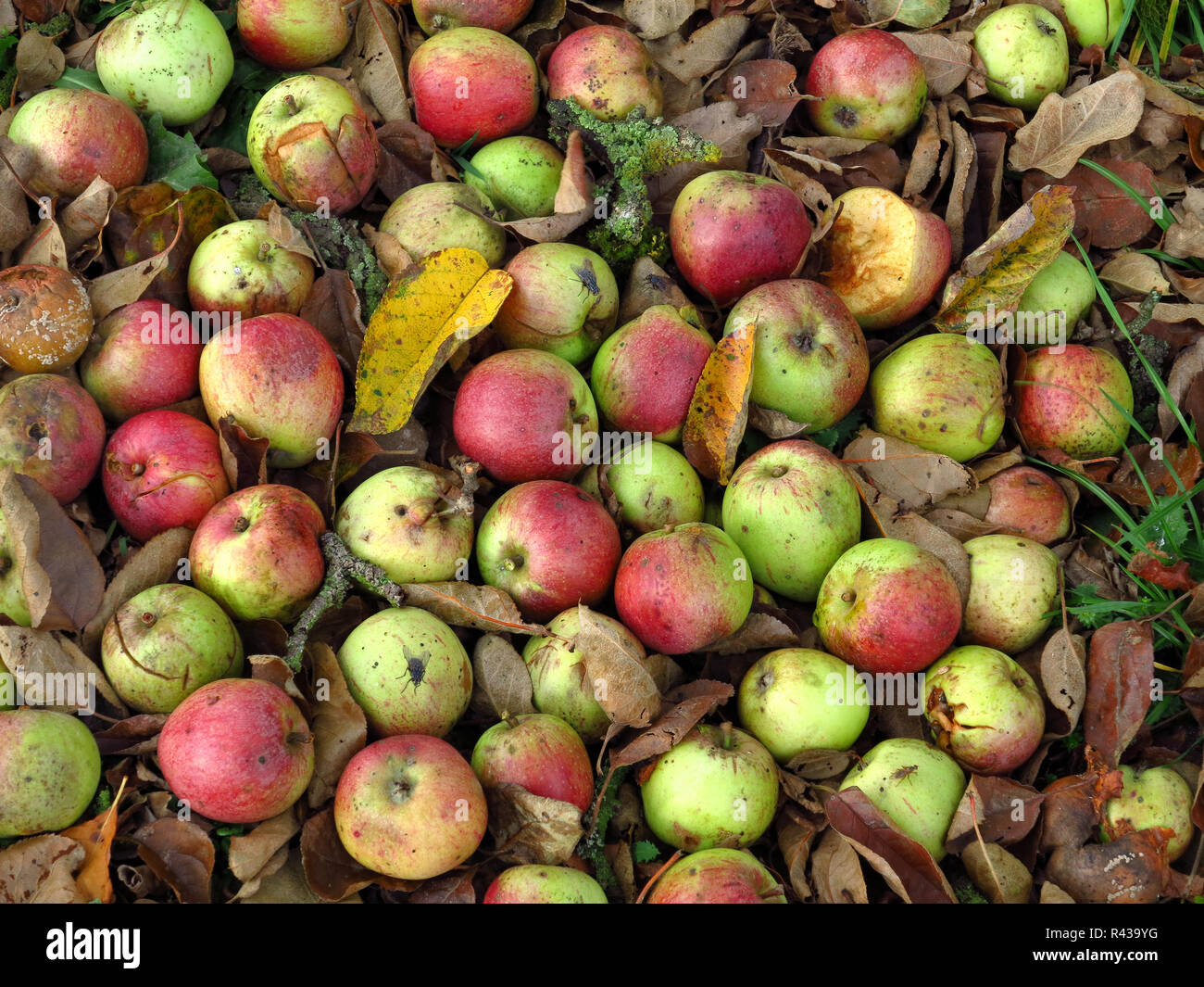 Handappel hi-res stock photography and images - Alamy