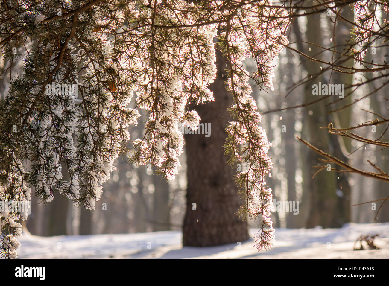 Branches of an evergreen tree covered with snow and ice Stock Photo - Alamy