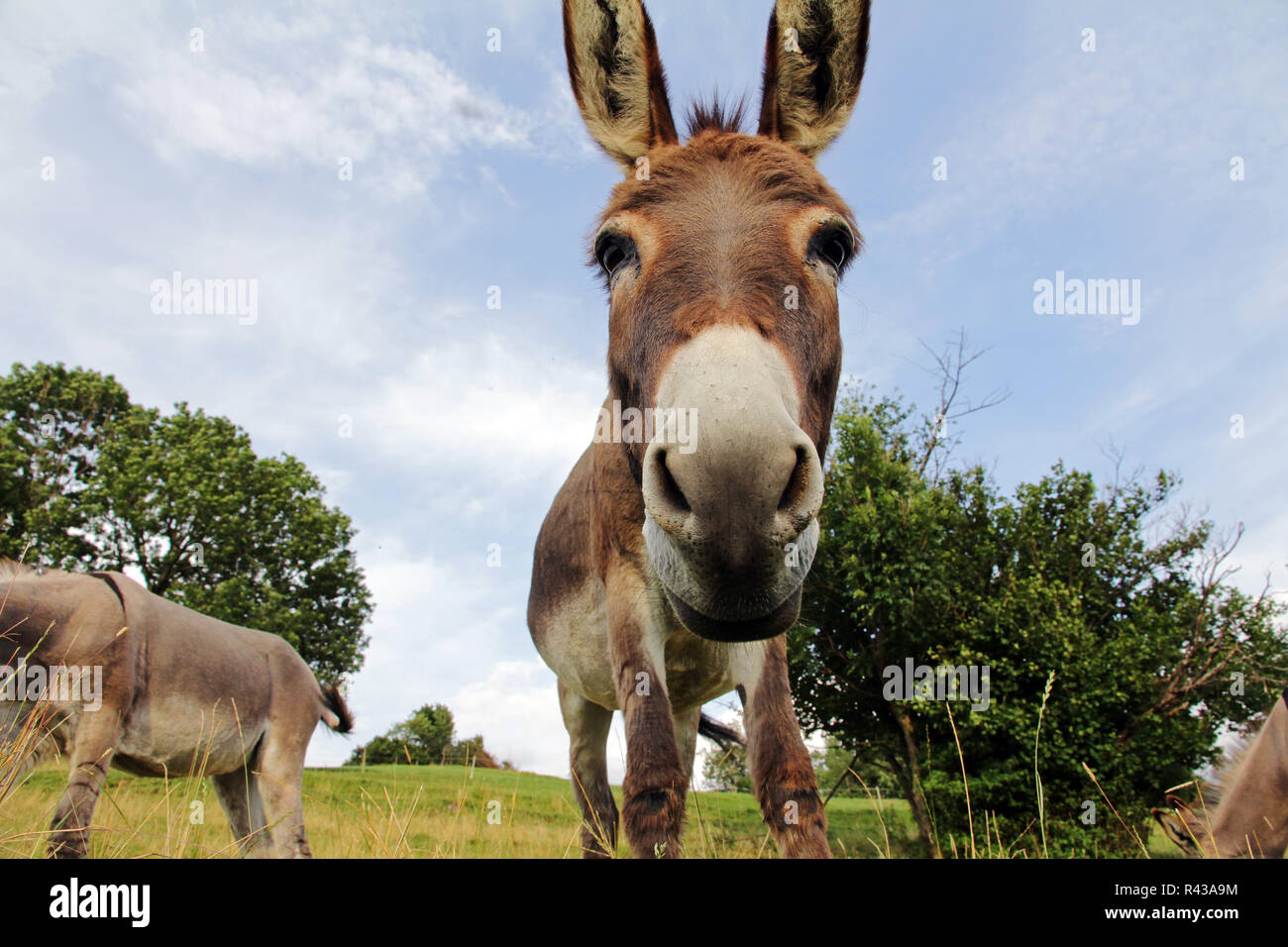 Attractive donkey hi-res stock photography and images - Alamy