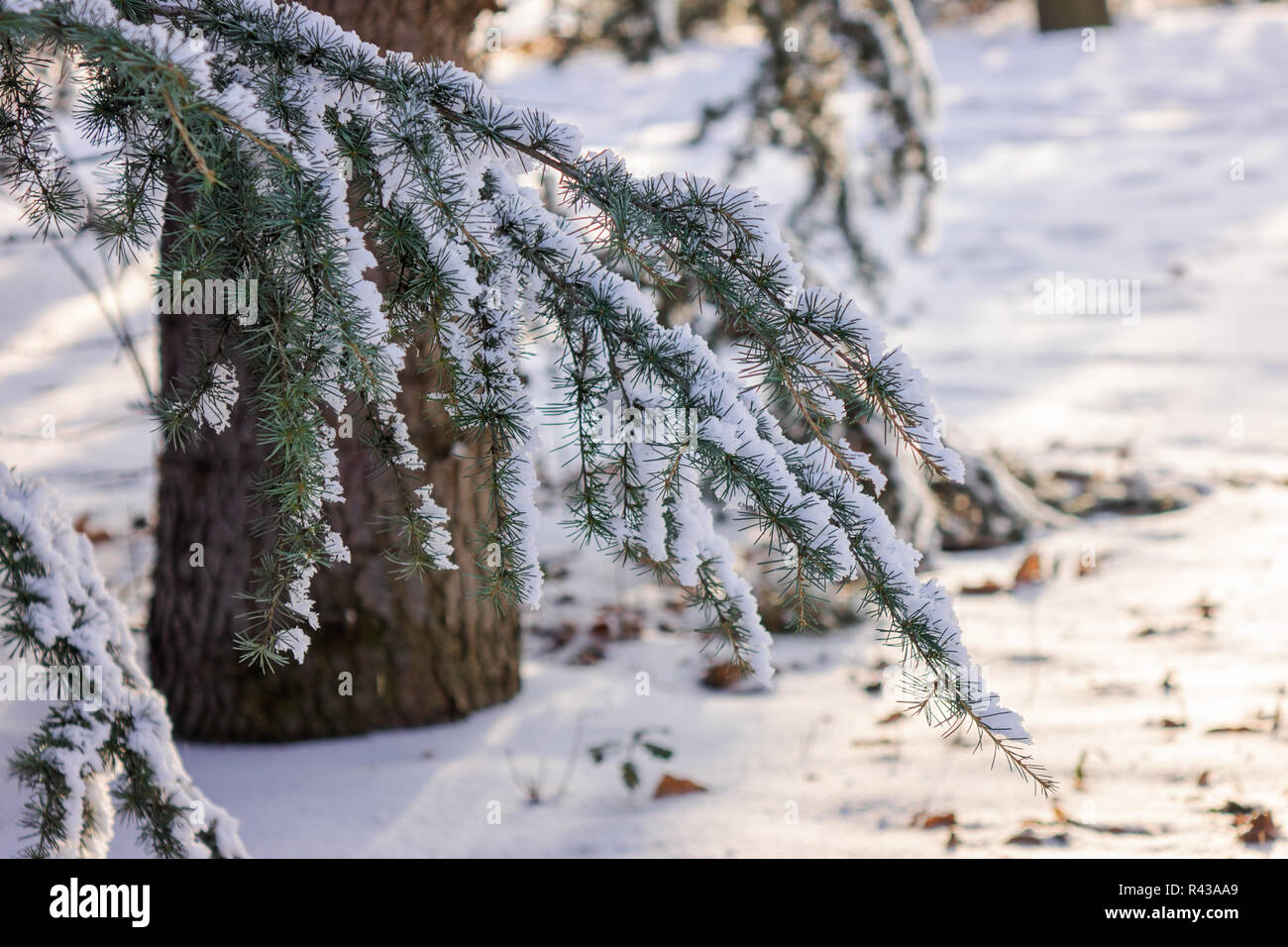 Branches of an evergreen tree covered with snow and ice Stock Photo - Alamy