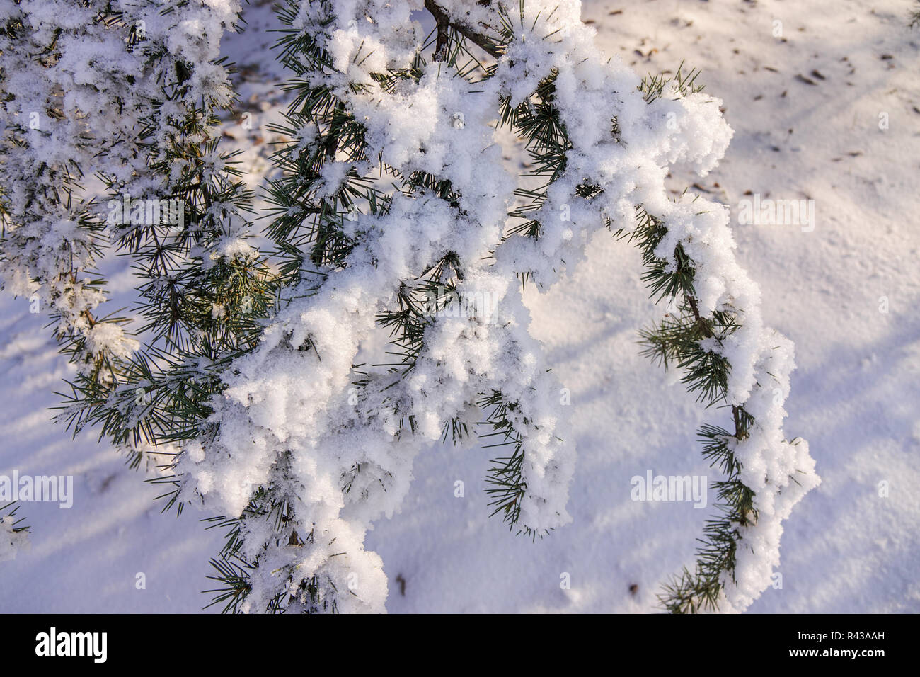 Branches of an evergreen tree covered with snow and ice Stock Photo - Alamy