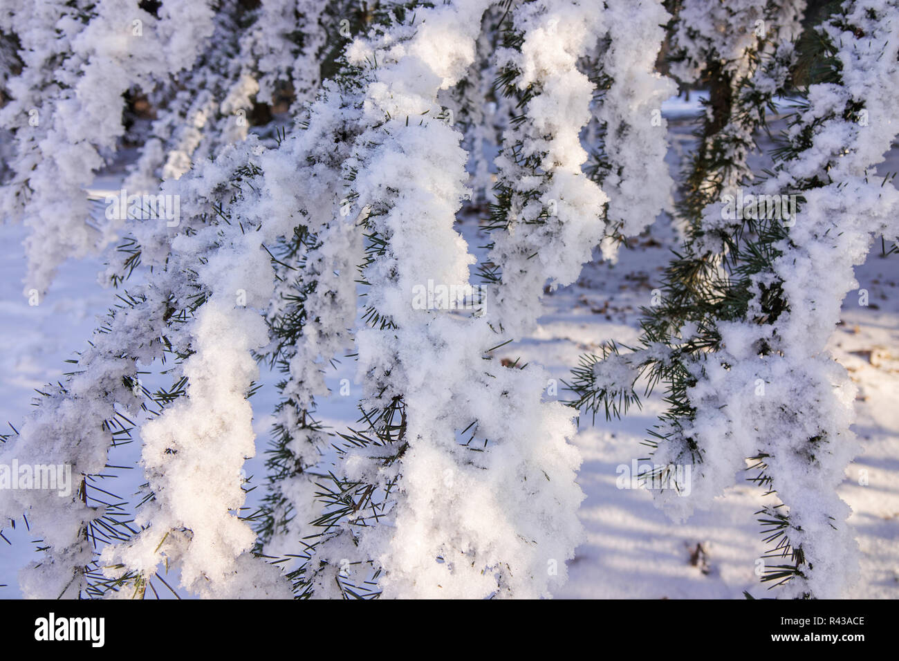 Branches of an evergreen tree covered with snow and ice Stock Photo - Alamy