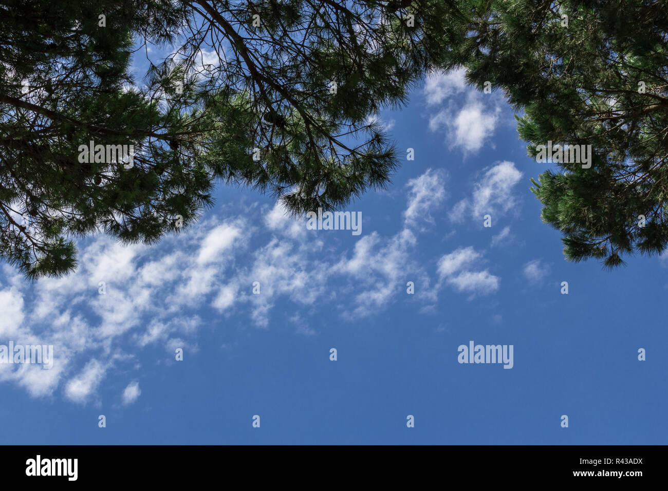 Trees and sky Stock Photo - Alamy
