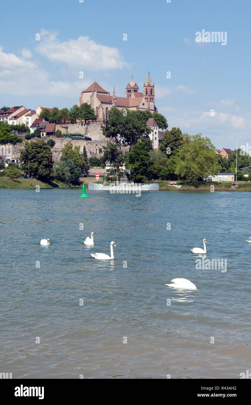 Schwimmvoegel hi-res stock photography and images - Alamy