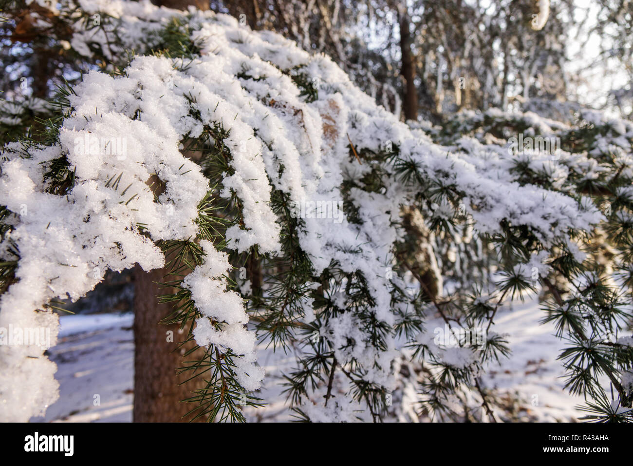 Branches of an evergreen tree covered with snow and ice Stock Photo - Alamy