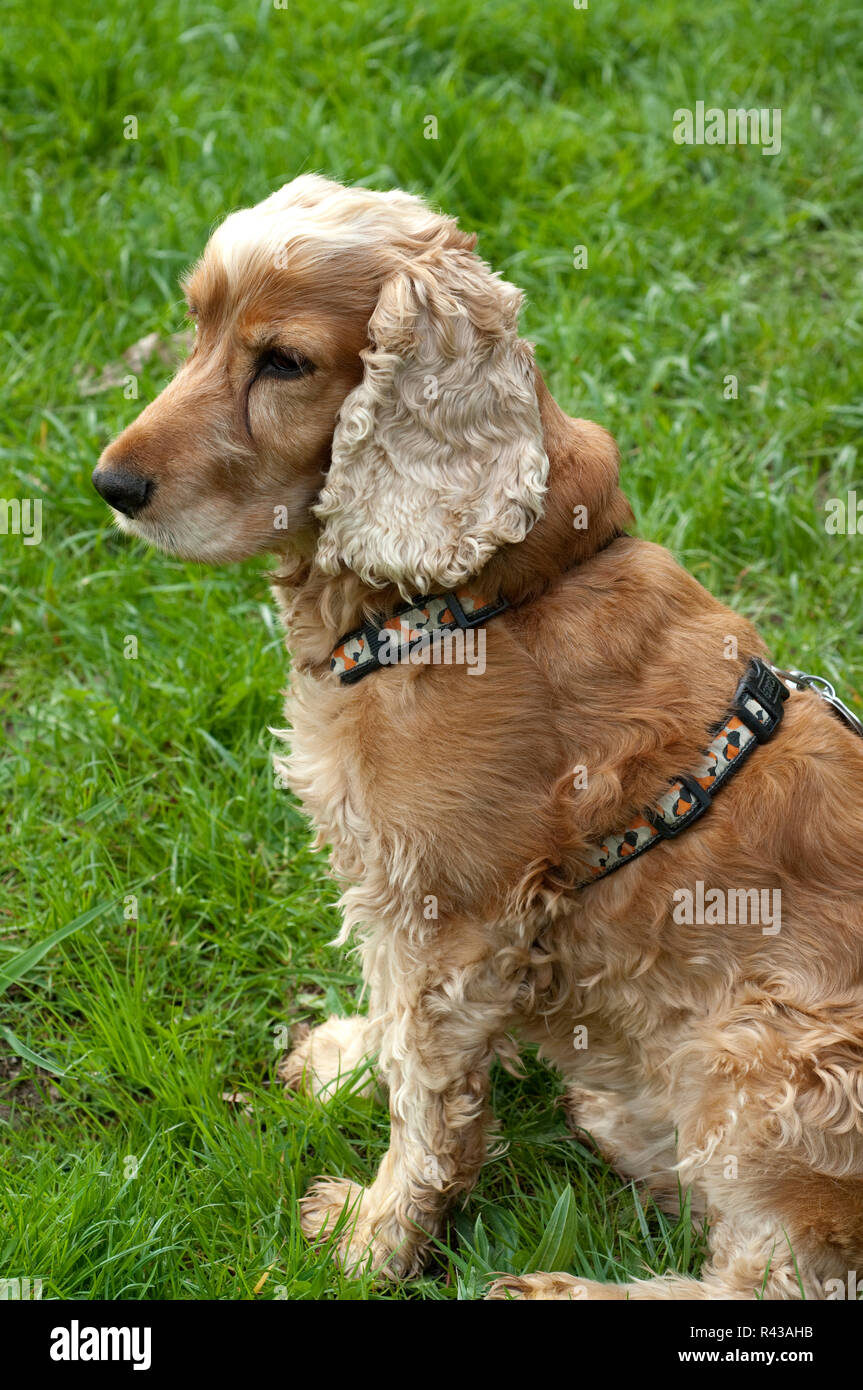 cocker spaniel red Stock Photo - Alamy