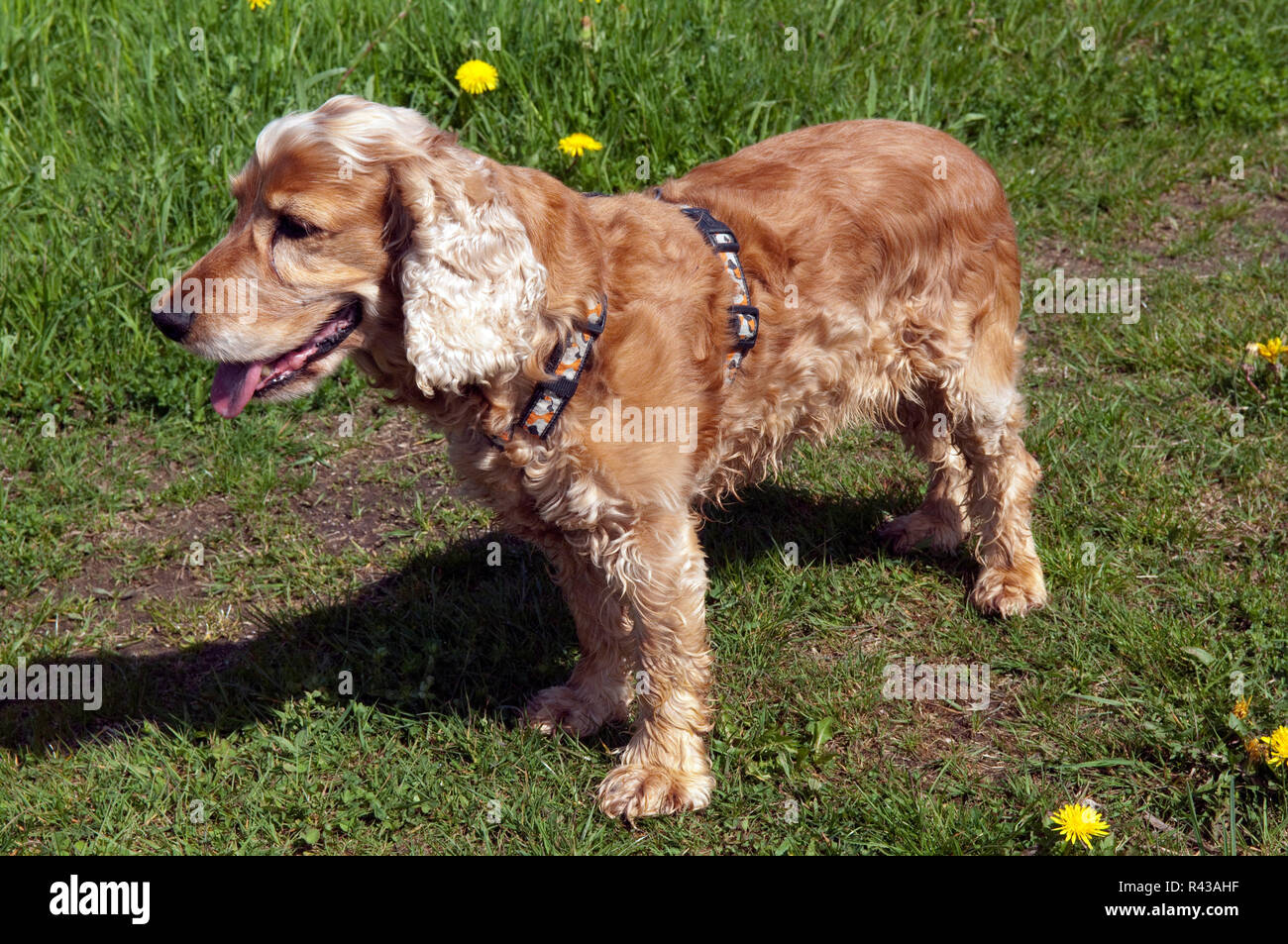 cocker spaniel red Stock Photo - Alamy