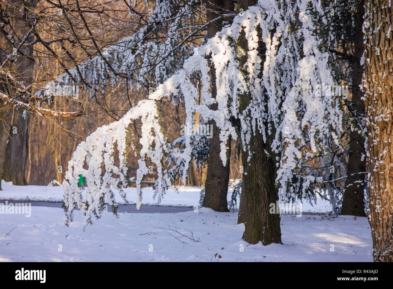 Branches of an evergreen tree covered with snow and ice Stock Photo - Alamy