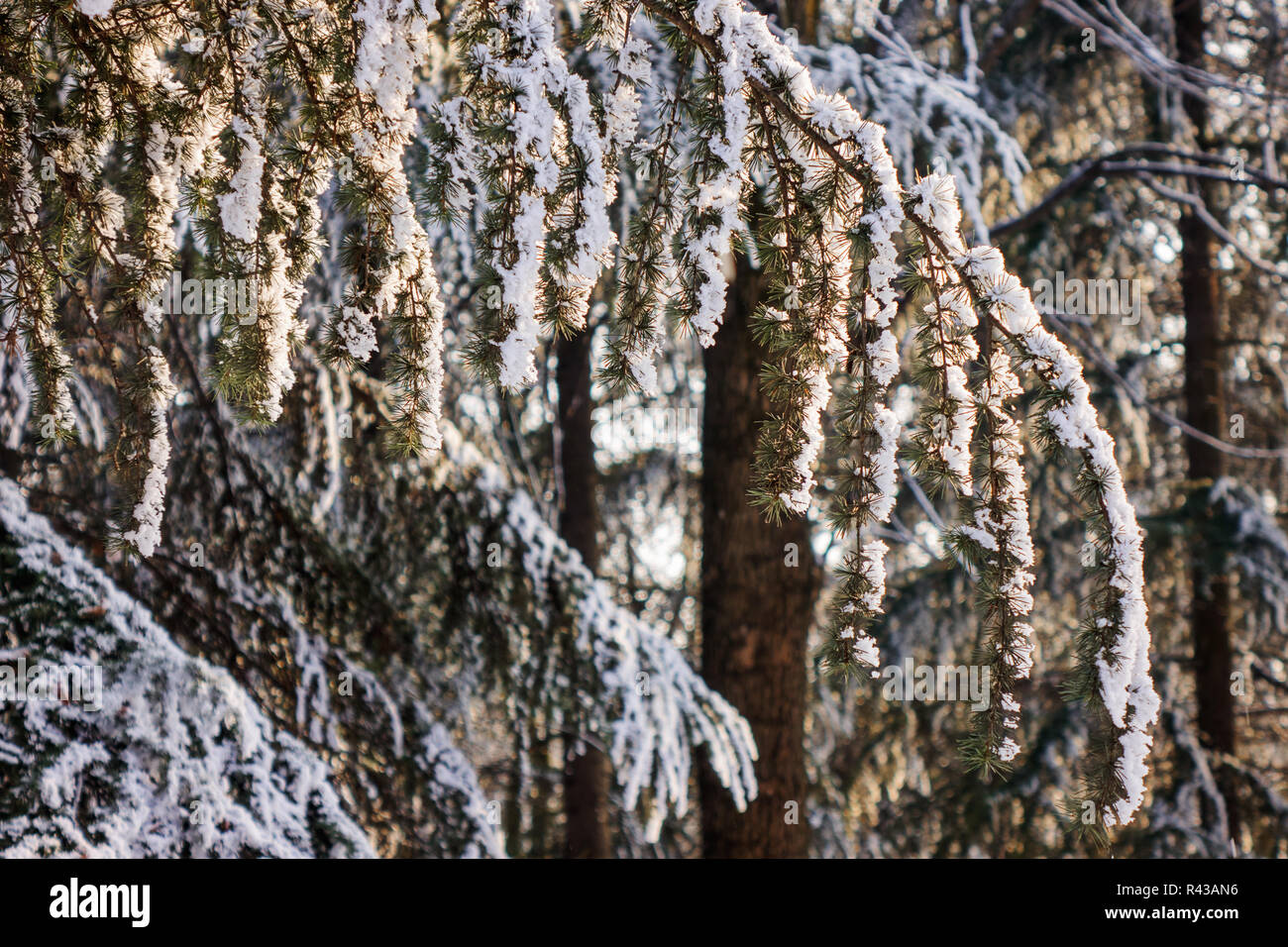 Branches of an evergreen tree covered with snow and ice Stock Photo - Alamy