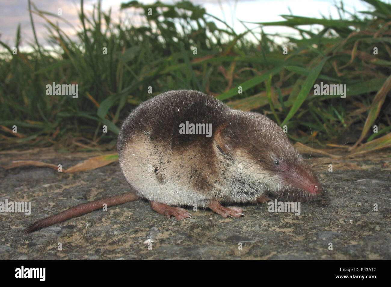 Sorex coronatus hi-res stock photography and images - Alamy