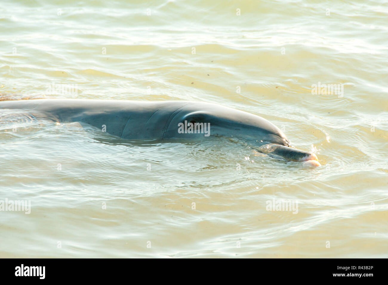 Wild Dolphin - Monkey Mia - Australia Stock Photo - Alamy