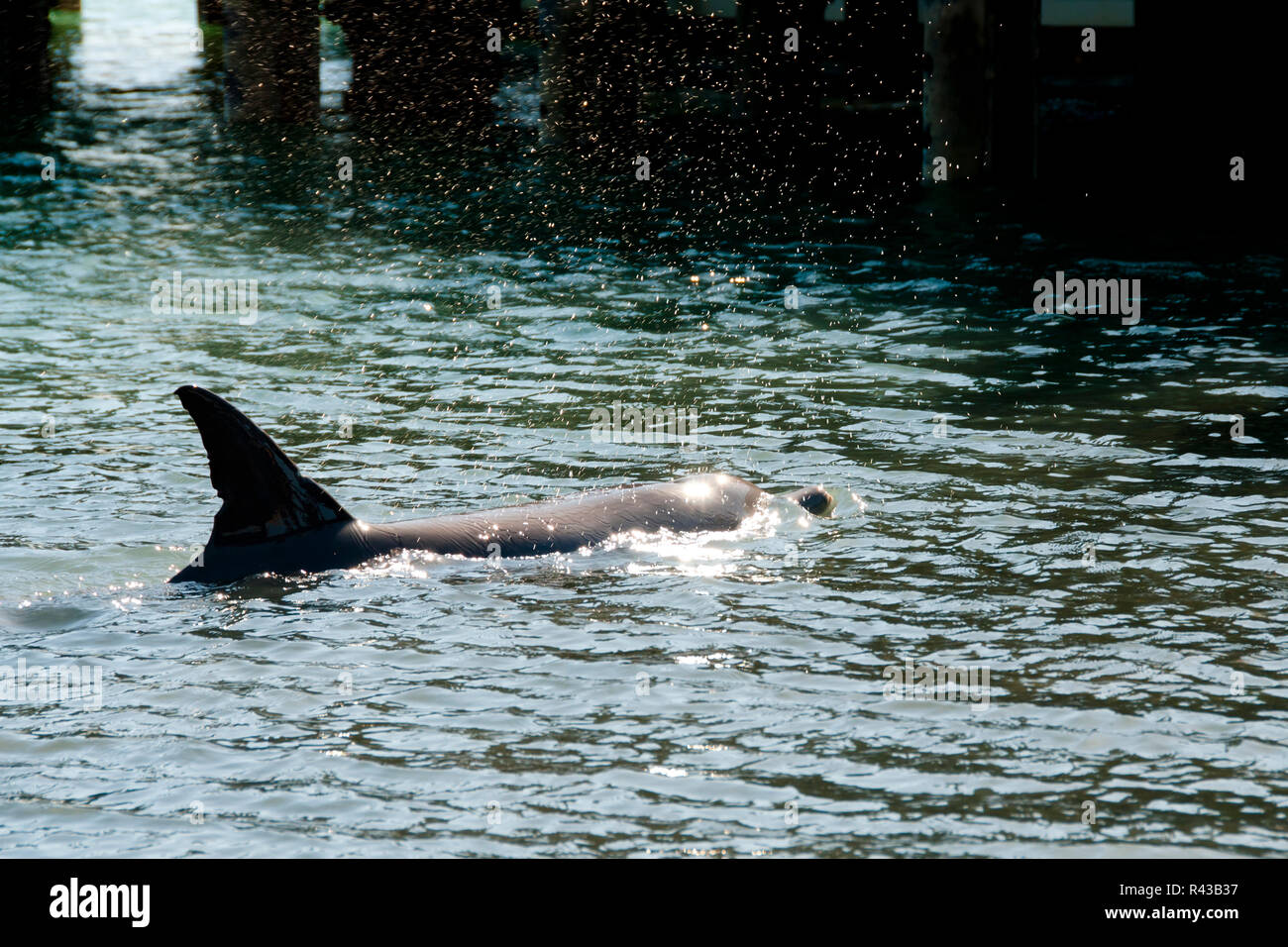 Wild Dolphin - Monkey Mia - Australia Stock Photo - Alamy