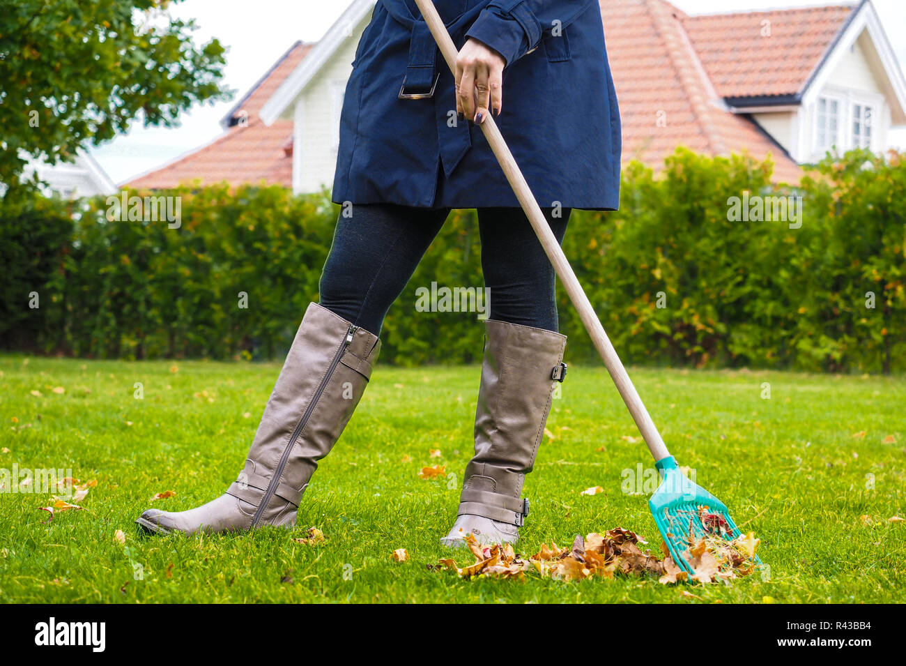 Female person raking green grass from brown leaves at autumn Stock ...