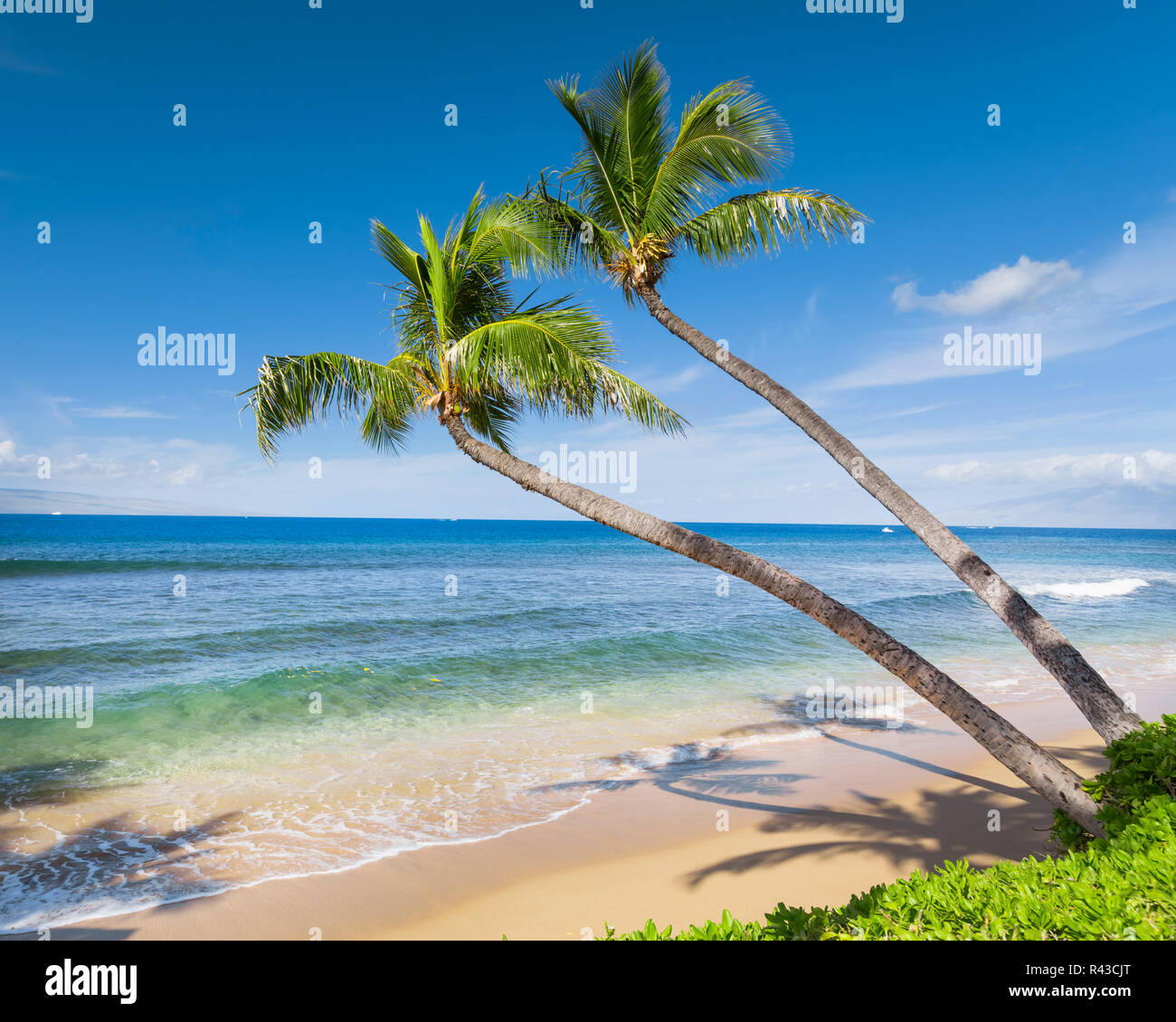 Tropical beach with palm trees Stock Photo - Alamy