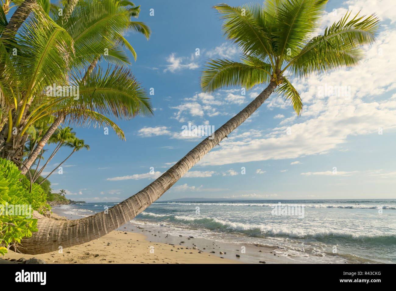 Tropical beach with palm trees Stock Photo - Alamy