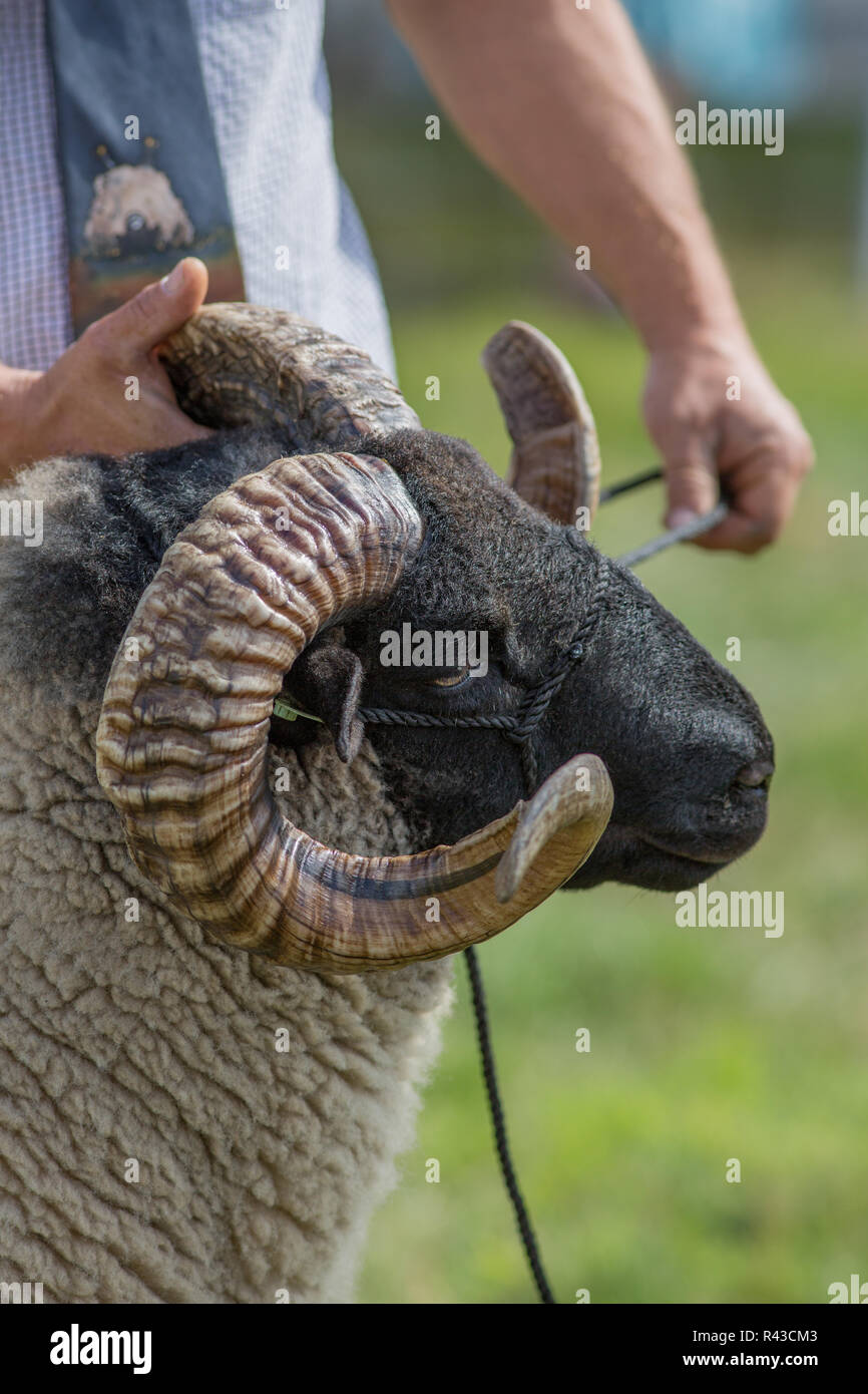Norfolk Horn Ram, sheep, controlled by steward handler, by holding a ...