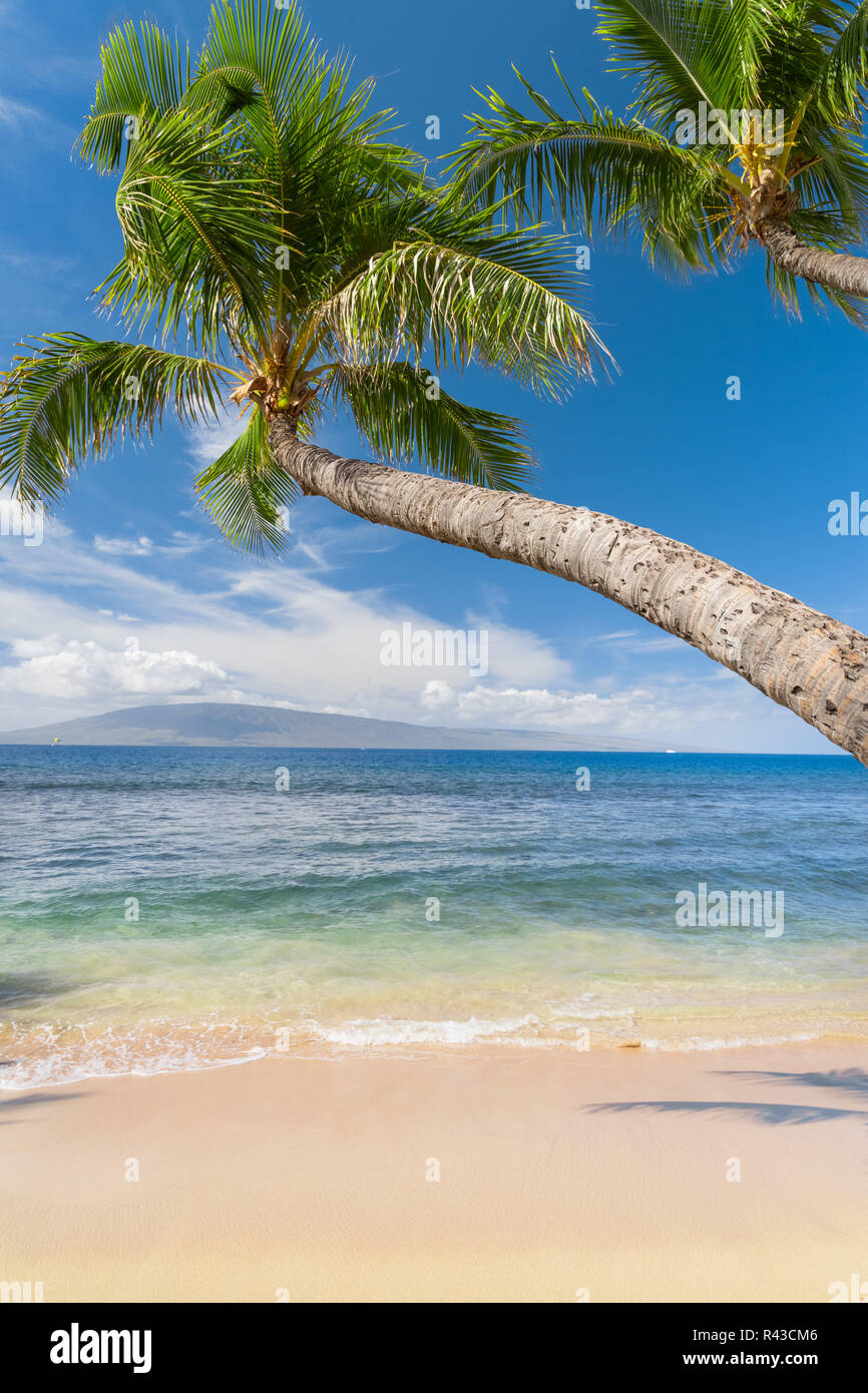 Tropical beach with palm trees Stock Photo - Alamy