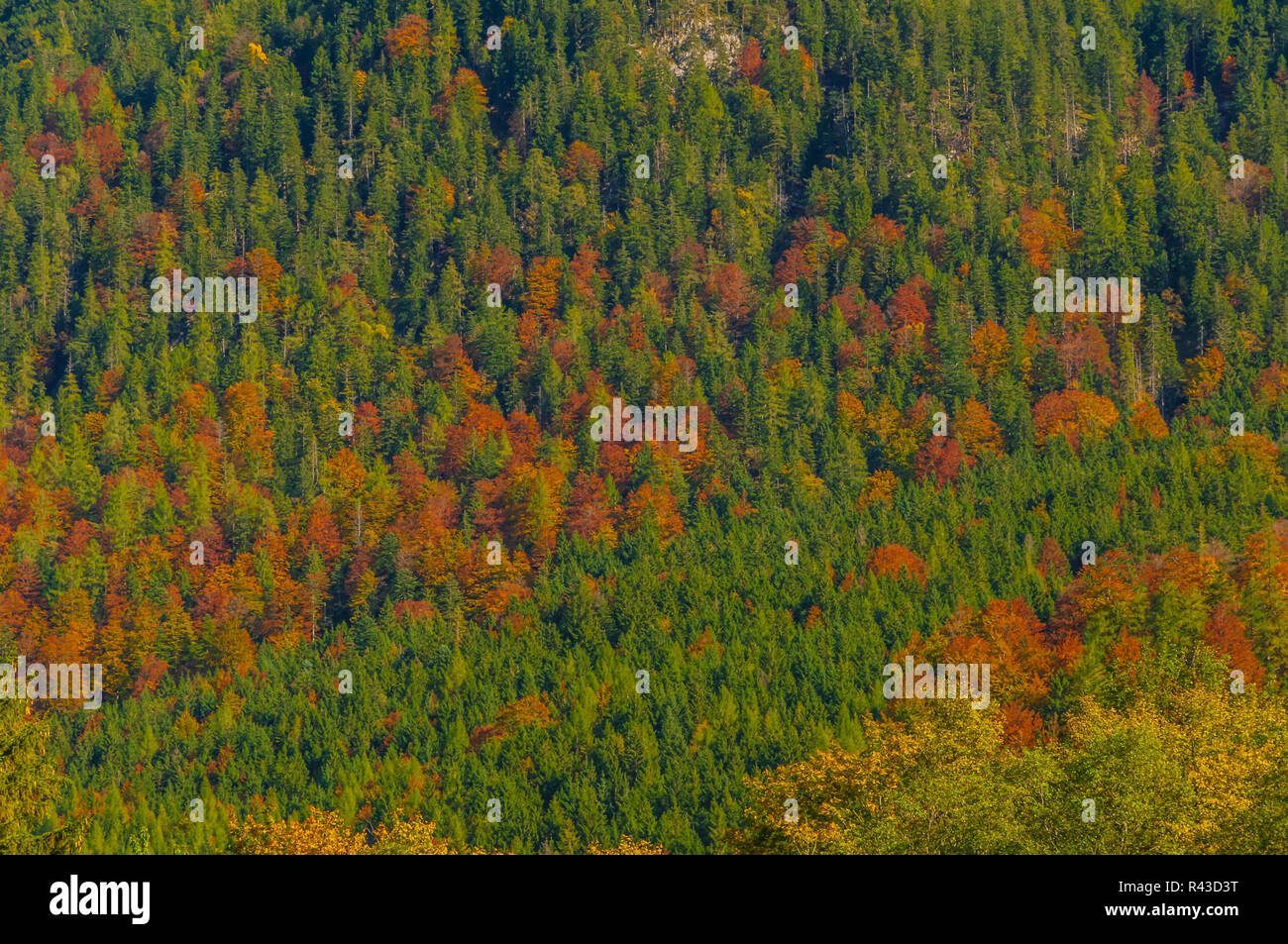 Indian fir tree hi-res stock photography and images - Alamy