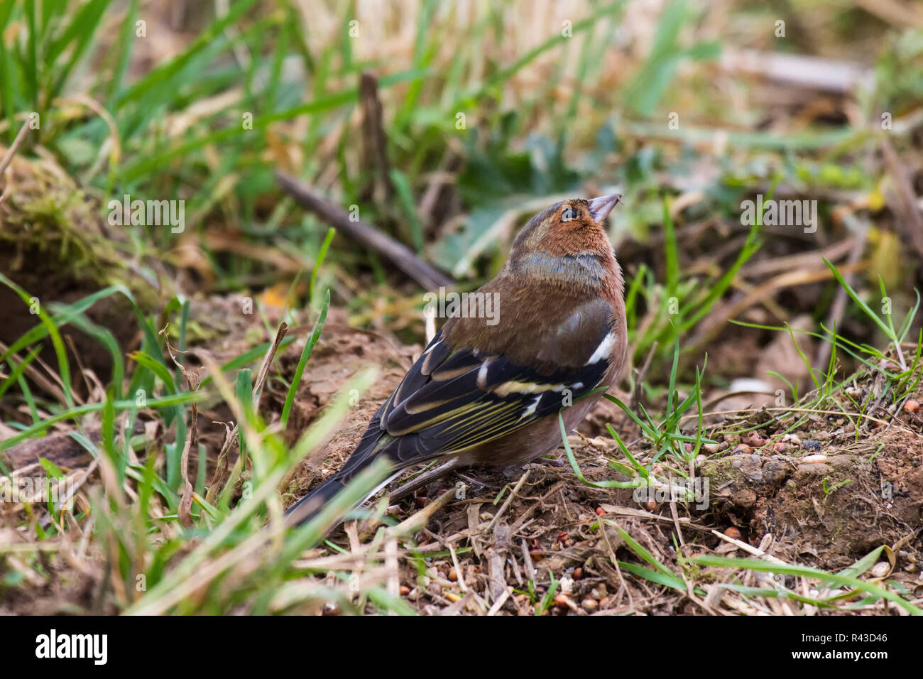 Chaffinch breeding plumage hi-res stock photography and images - Alamy