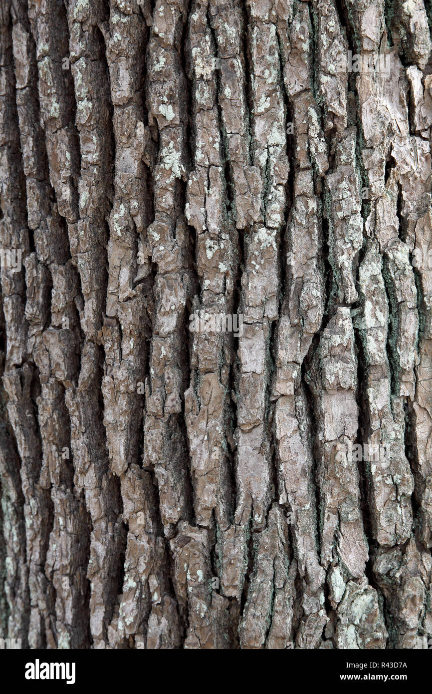 camphor tree surface texture background Stock Photo - Alamy
