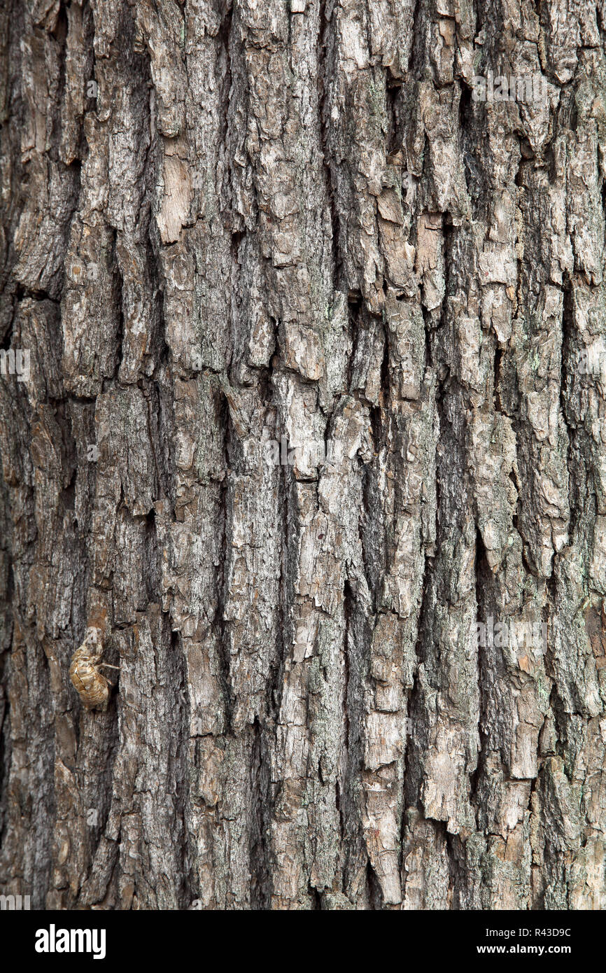 camphor tree surface texture background Stock Photo - Alamy