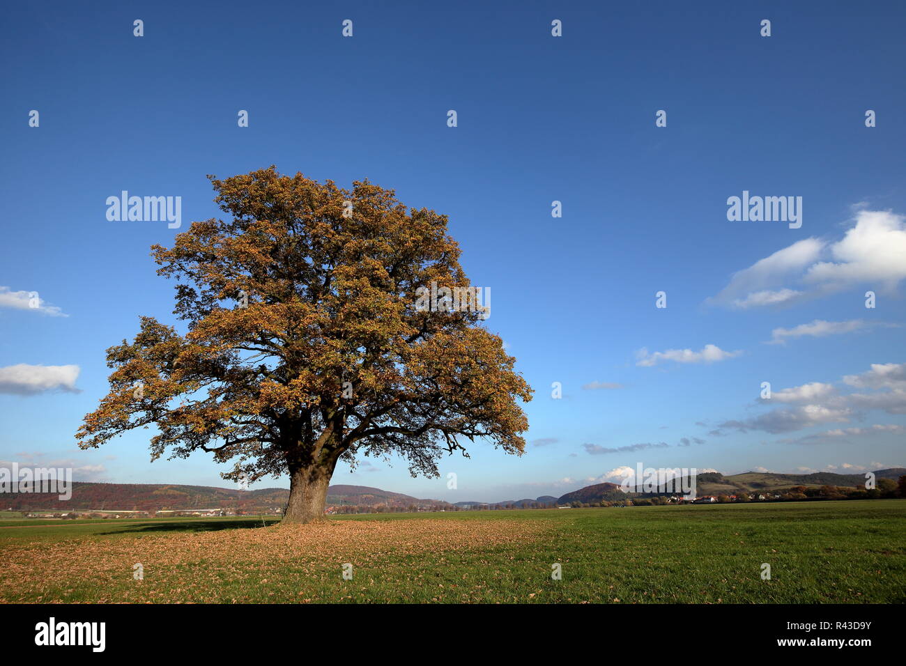 old oak tree in golden autumn Stock Photo - Alamy