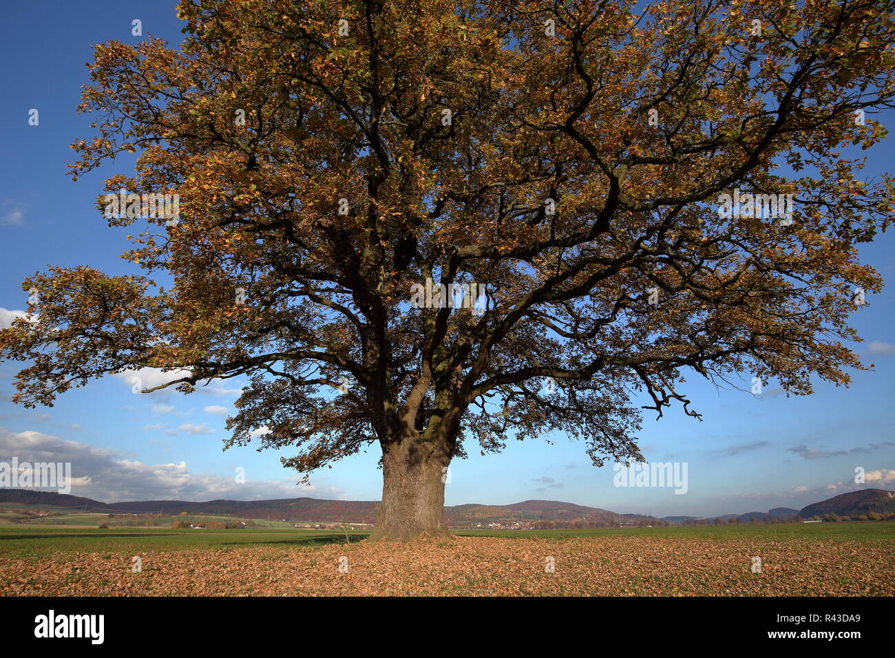 old oak tree in golden autumn Stock Photo - Alamy