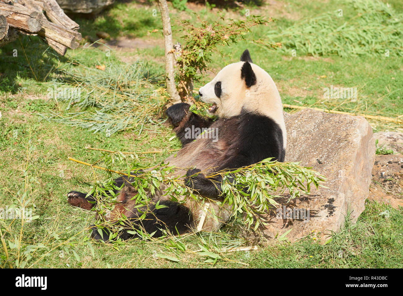 Giant panda at Beauval Stock Photo - Alamy